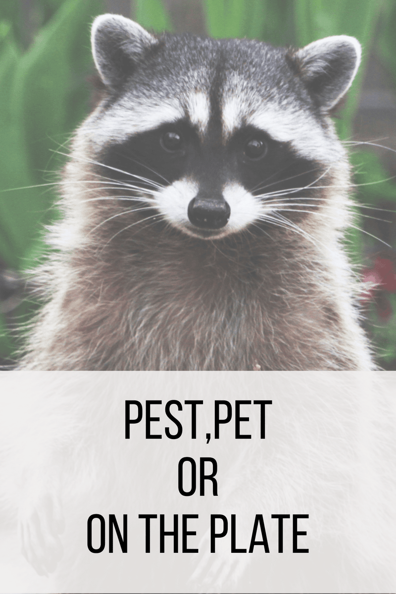 Pest, Pet or on the Plate? | FLOAT-EH Blog blog | Swimming Pool Floats ...